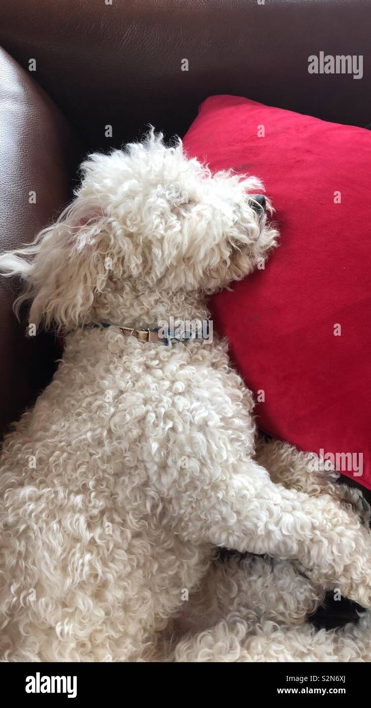 Sleeping cavachon hi-res stock photography and images - Alamy