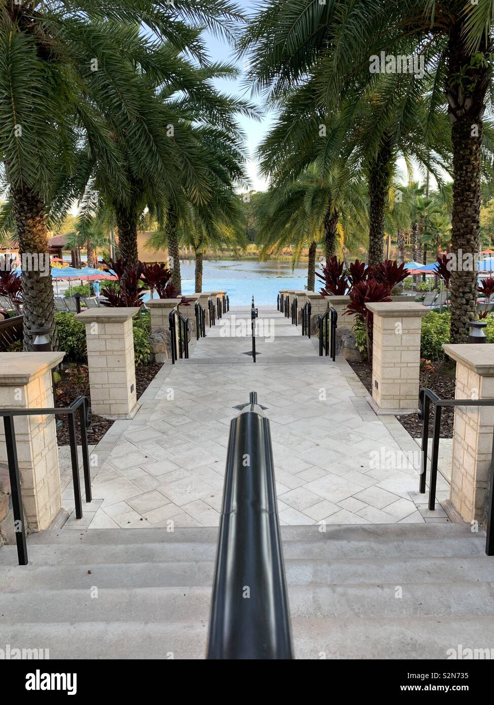 Walkway to swimming pool with palm trees, steps, plants, blue skies ...