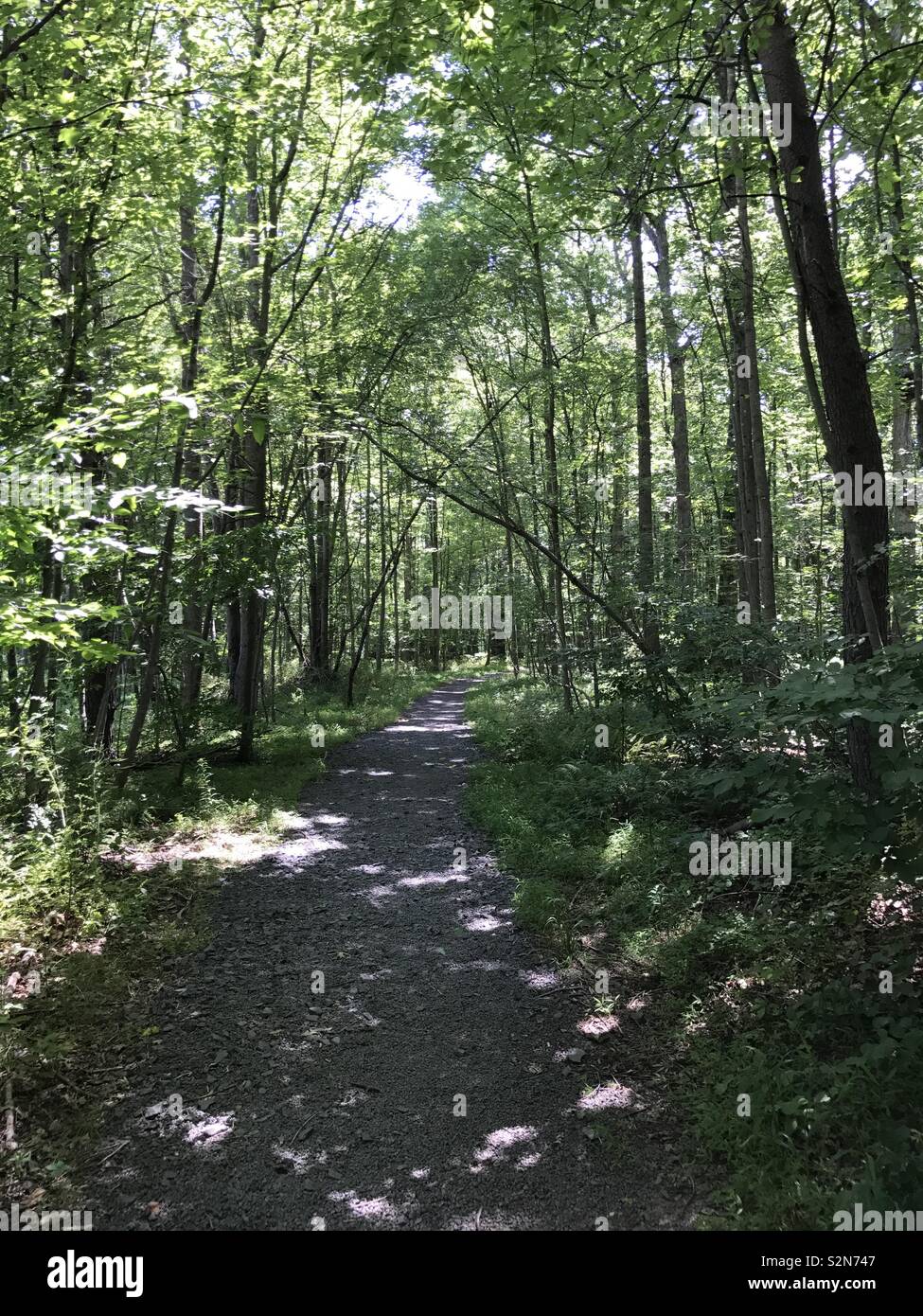 Path with trees Stock Photo - Alamy