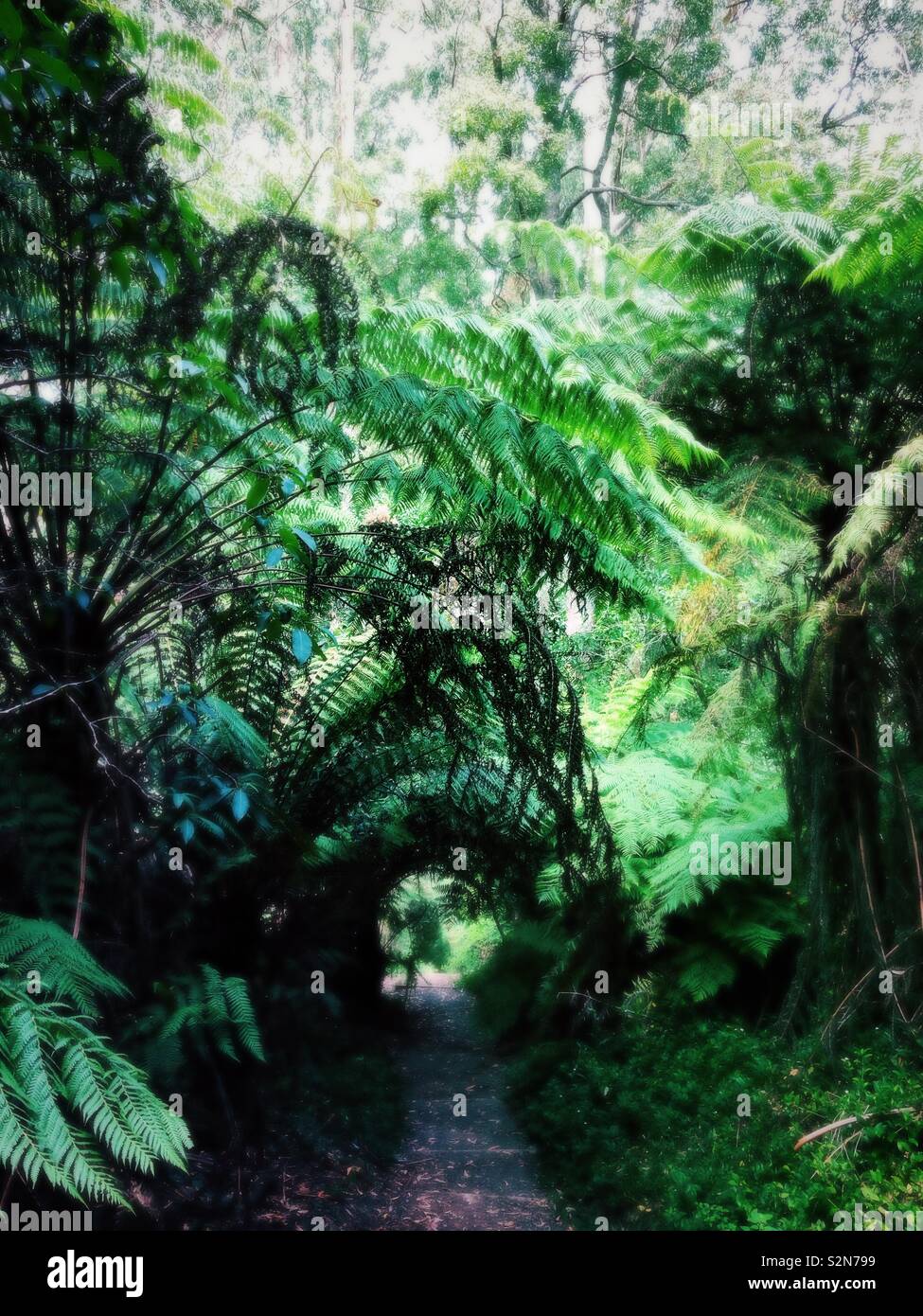 Sassafras victoria hi-res stock photography and images - Alamy