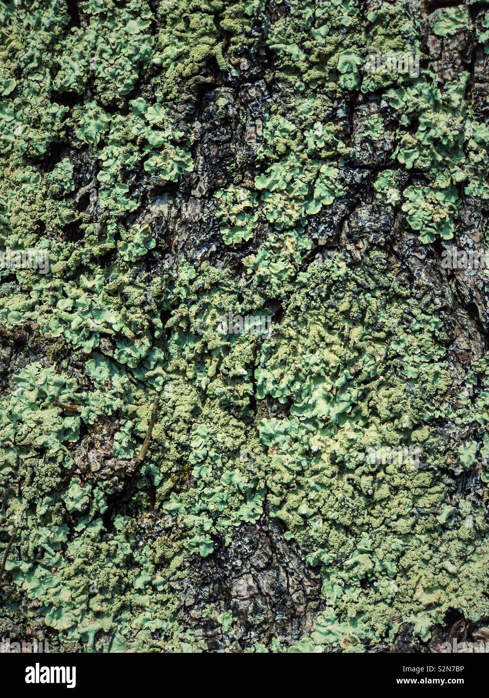 Lichens trees hi-res stock photography and images - Alamy