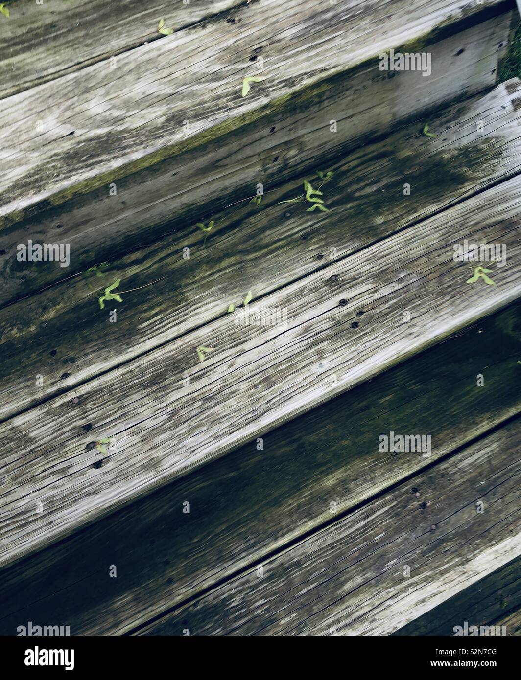 Maple seeds falling hi-res stock photography and images - Alamy