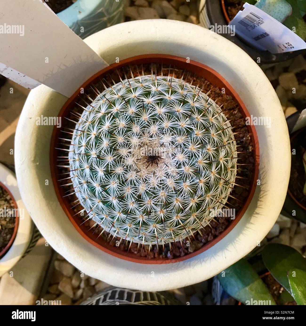 Symmetrical Cactus High Resolution Stock Photography and Images - Alamy