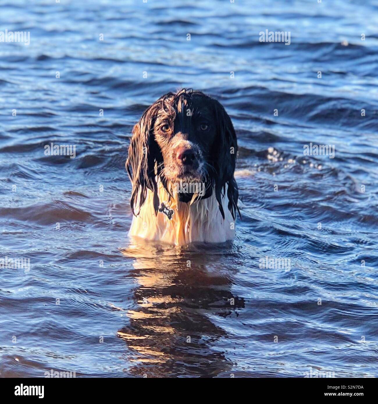 Springer Spaniel swimming Stock Photo - Alamy