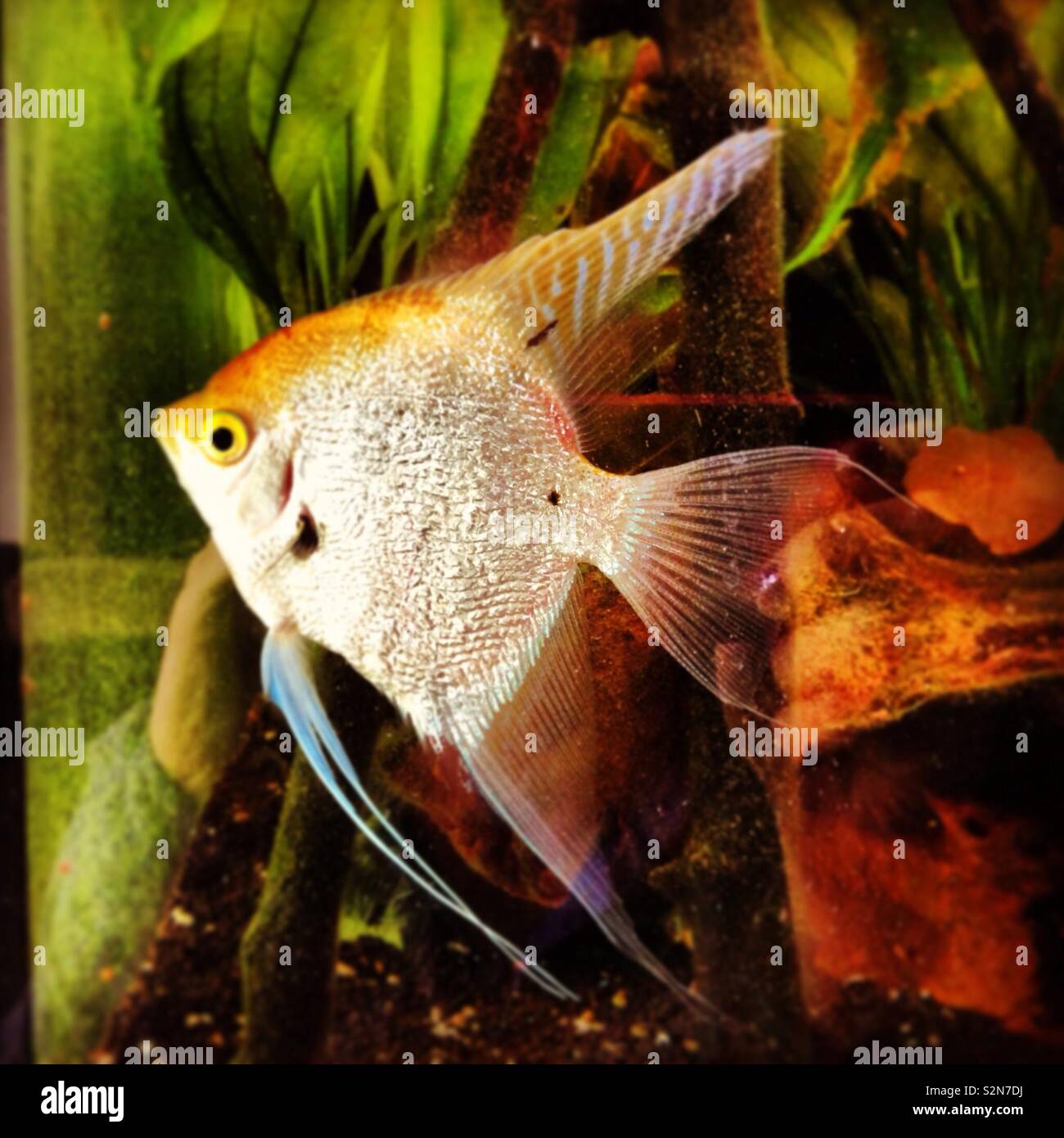 Angel fish hi-res stock photography and images - Alamy