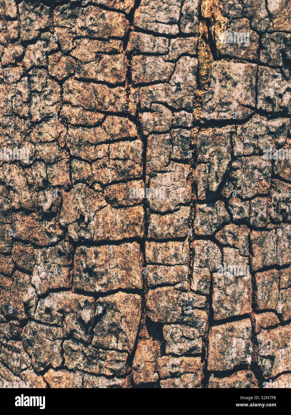 Dead bark on oak tree Stock Photo - Alamy