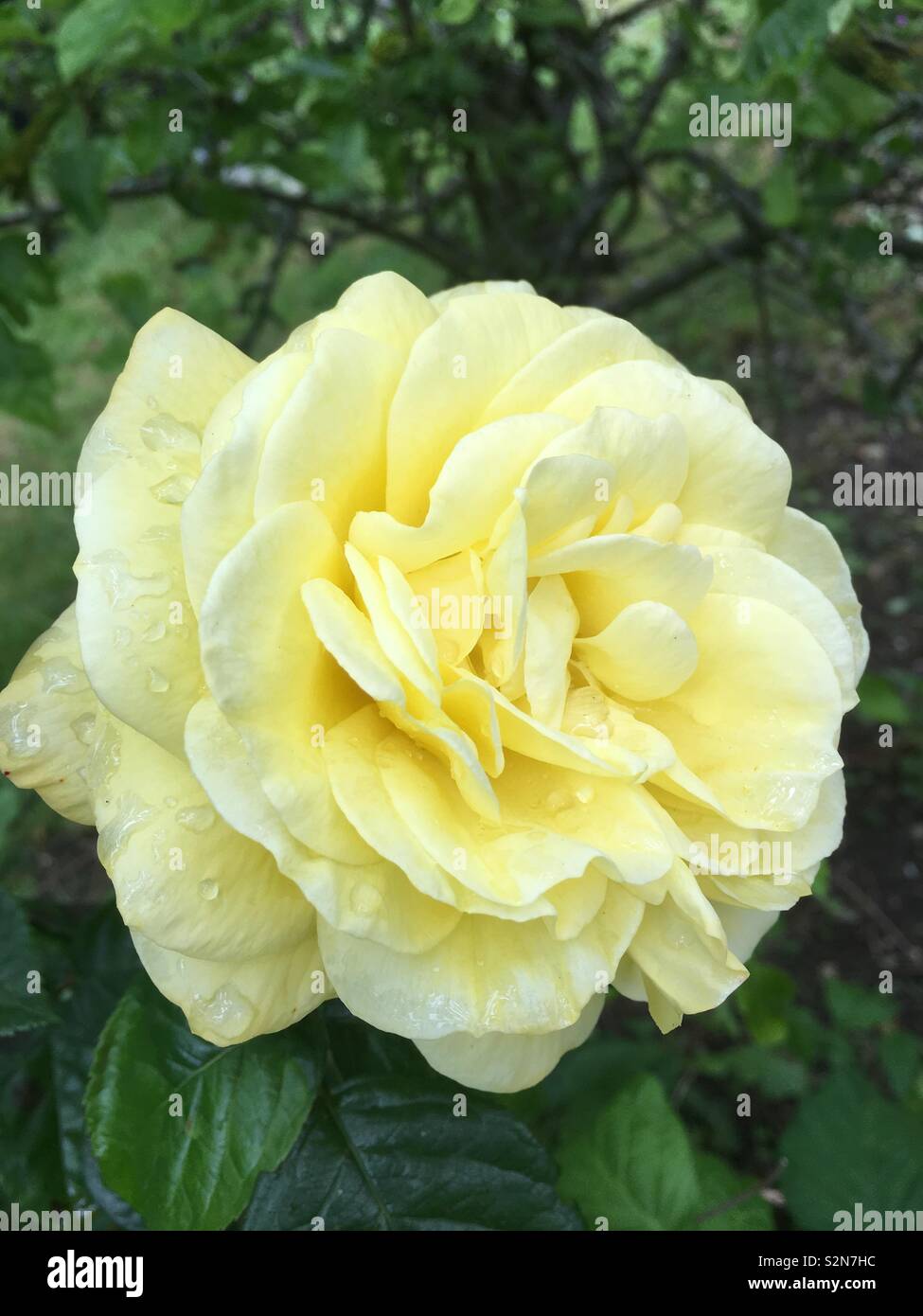 Pale yellow roses hi-res stock photography and images - Alamy