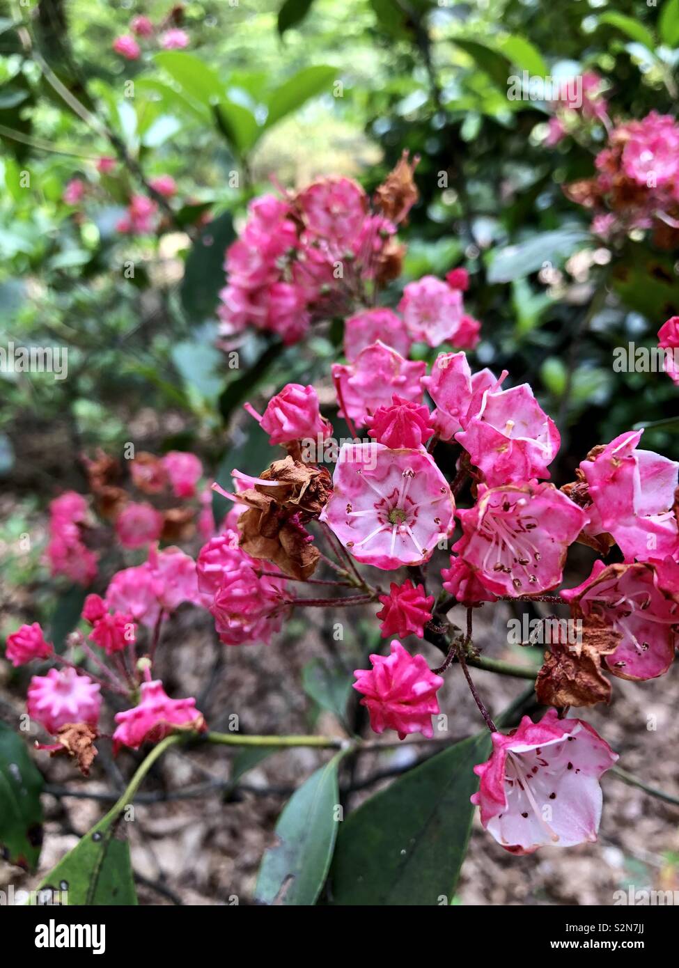 Pink mountain laurel hi-res stock photography and images - Alamy