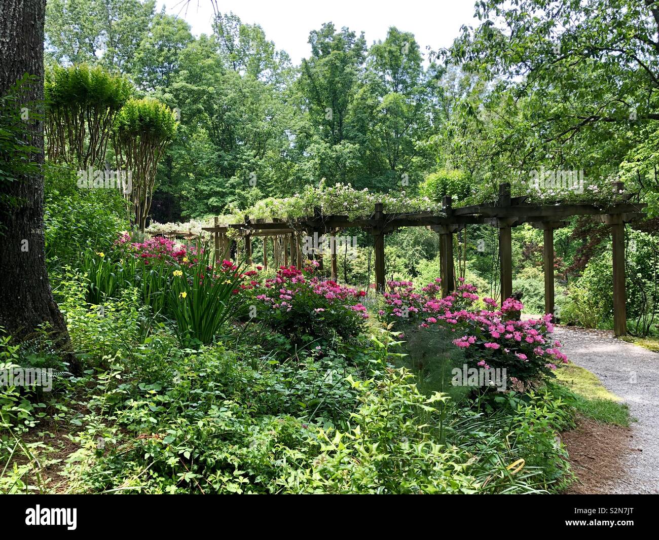 Rose trellis hi-res stock photography and images - Alamy