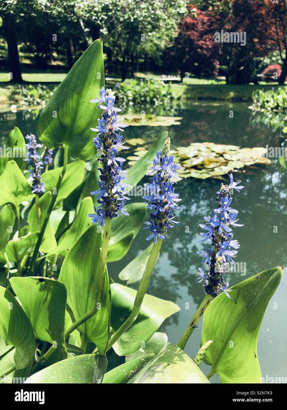 Pickerel High Resolution Stock Photography and Images - Alamy