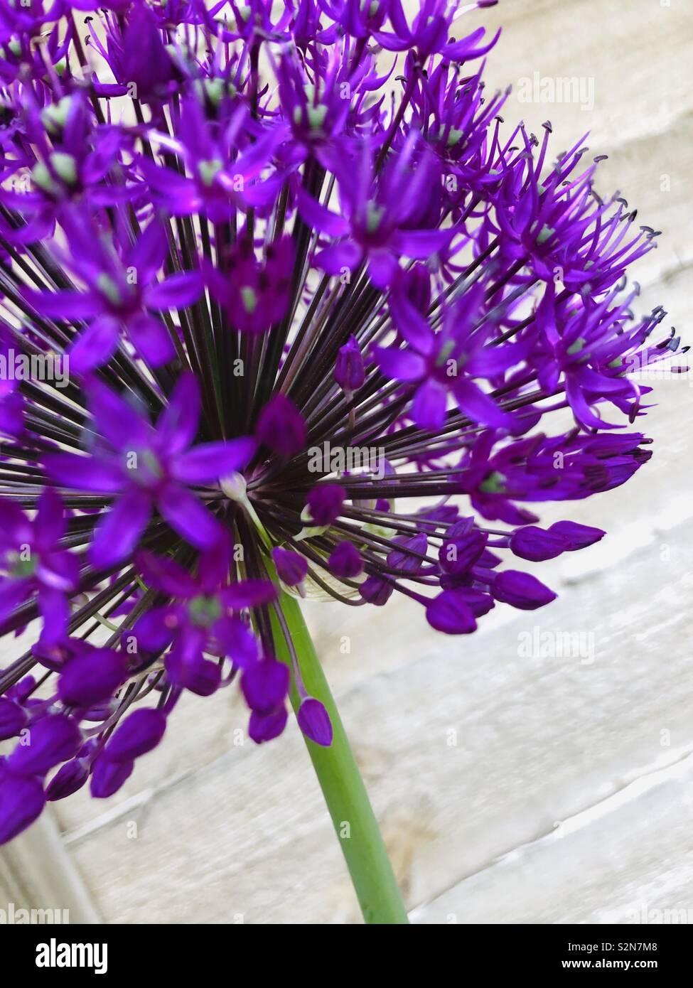 Beautiful purple agapanthus Stock Photo - Alamy