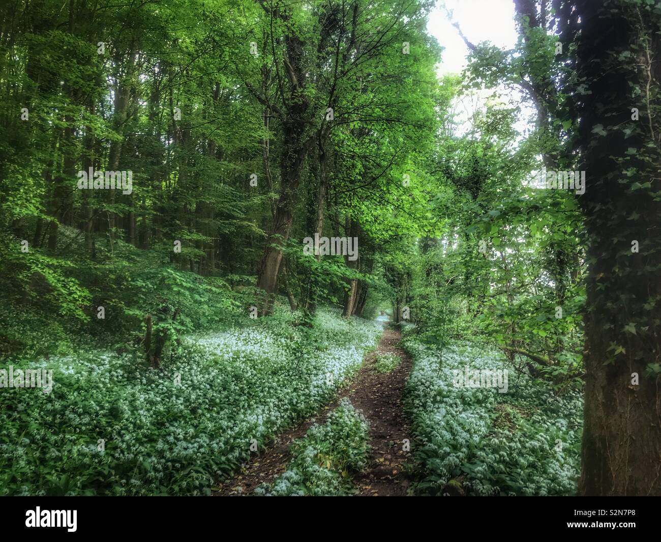 Path through the woods Stock Photo - Alamy