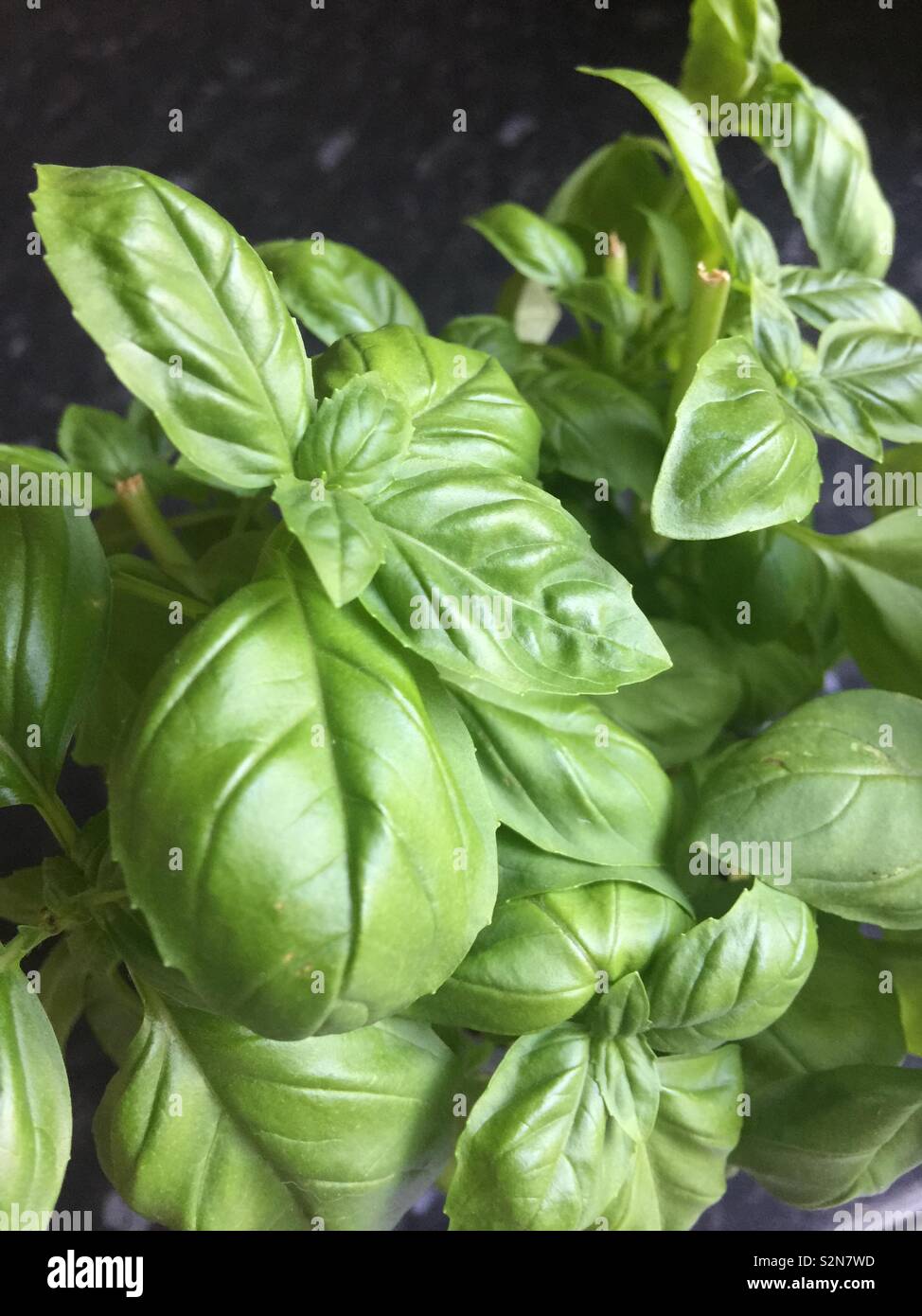 Sweet Basil plant leaves with new shoots Stock Photo - Alamy
