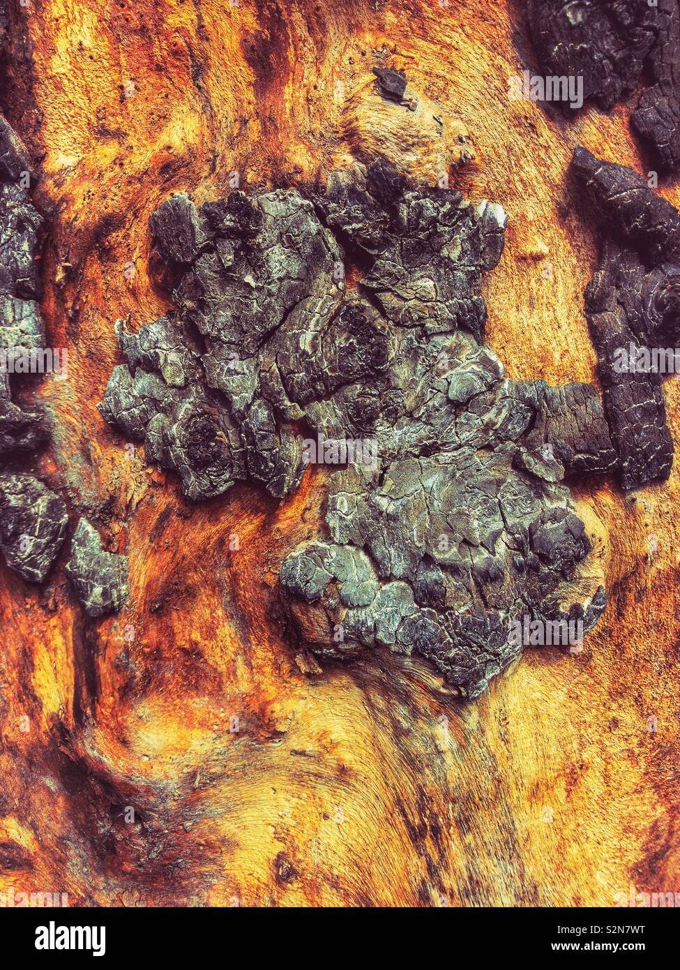 Burnt Tree Trunk High Resolution Stock Photography and Images - Alamy