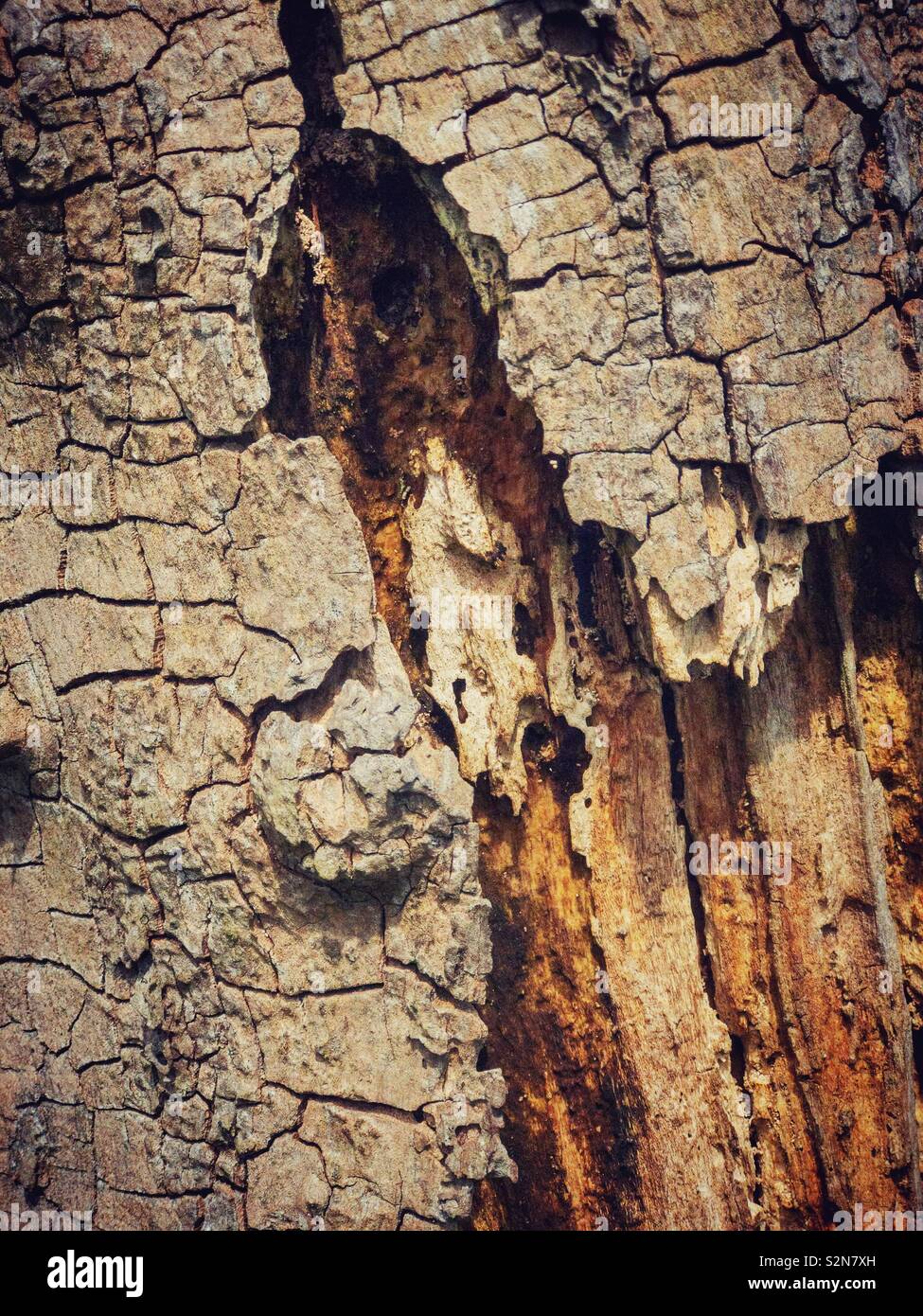 Diseased Tree Trunk High Resolution Stock Photography and Images - Alamy