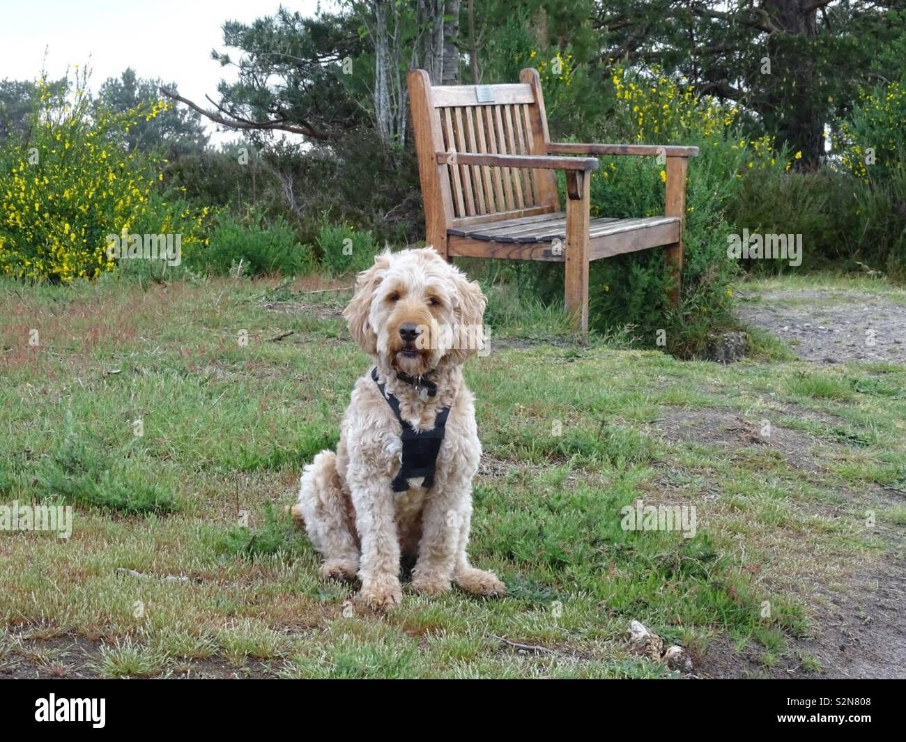 Lovely country walk with a cockapoo Stock Photo - Alamy