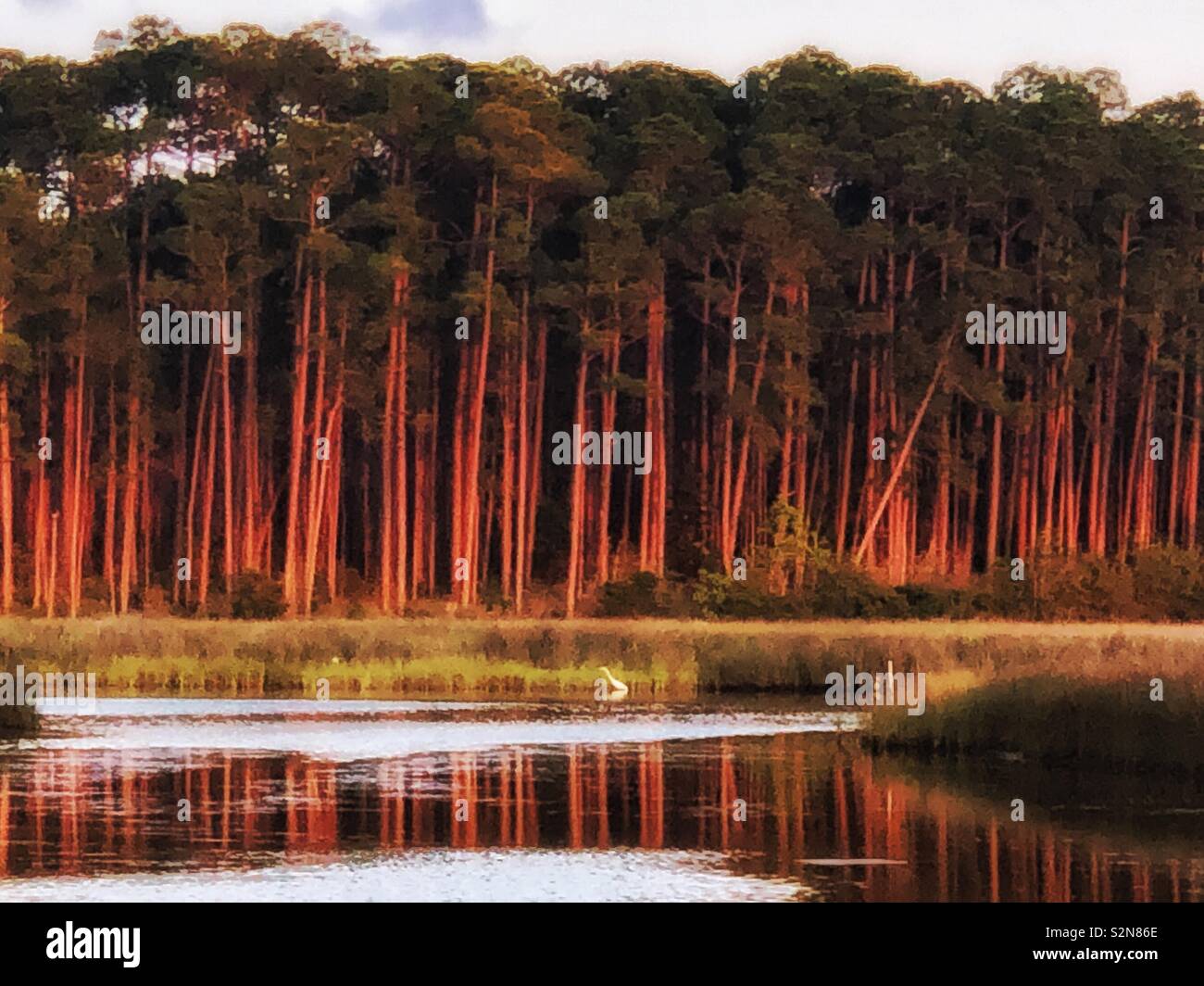 The sun sets on a great egret fishing in Fowl River in Coden, Alabama ...