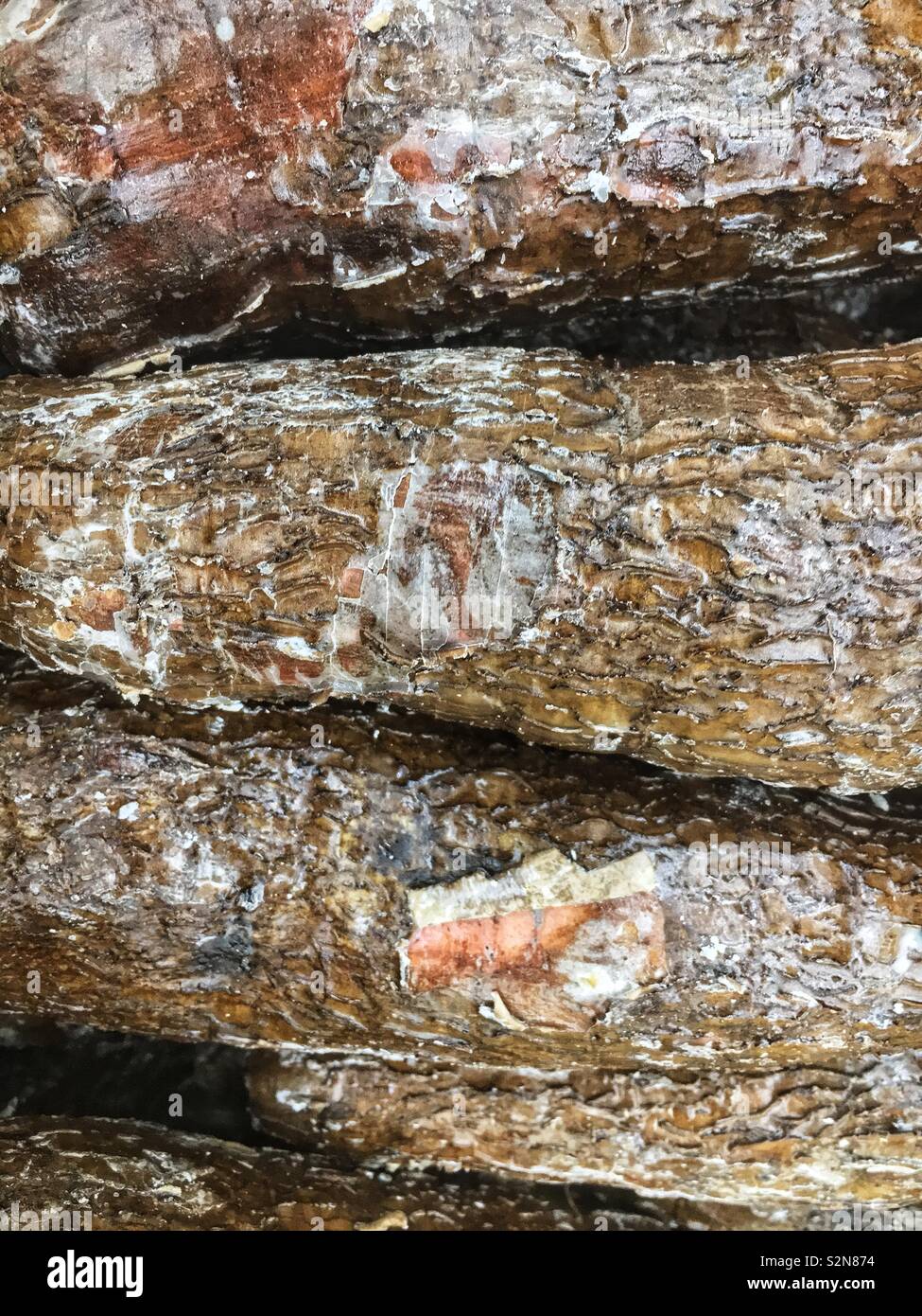 Yucca root hi-res stock photography and images - Alamy