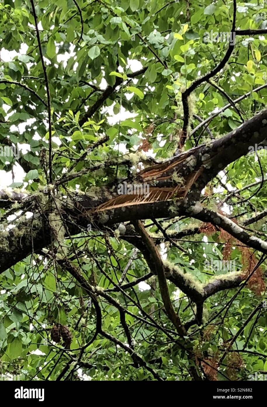 Split tree branches hi-res stock photography and images - Alamy