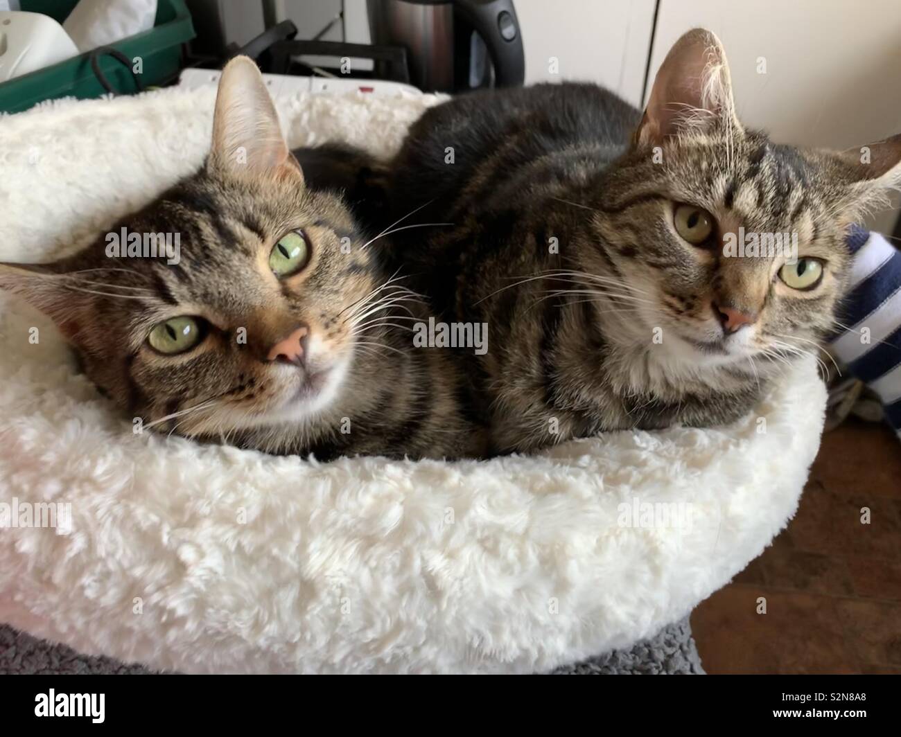 Sleepy Cats High Resolution Stock Photography and Images - Alamy