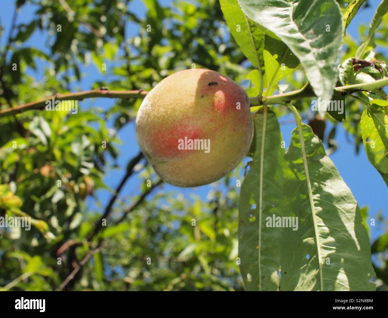 Pfirsich im Garten Stock Photo - Alamy