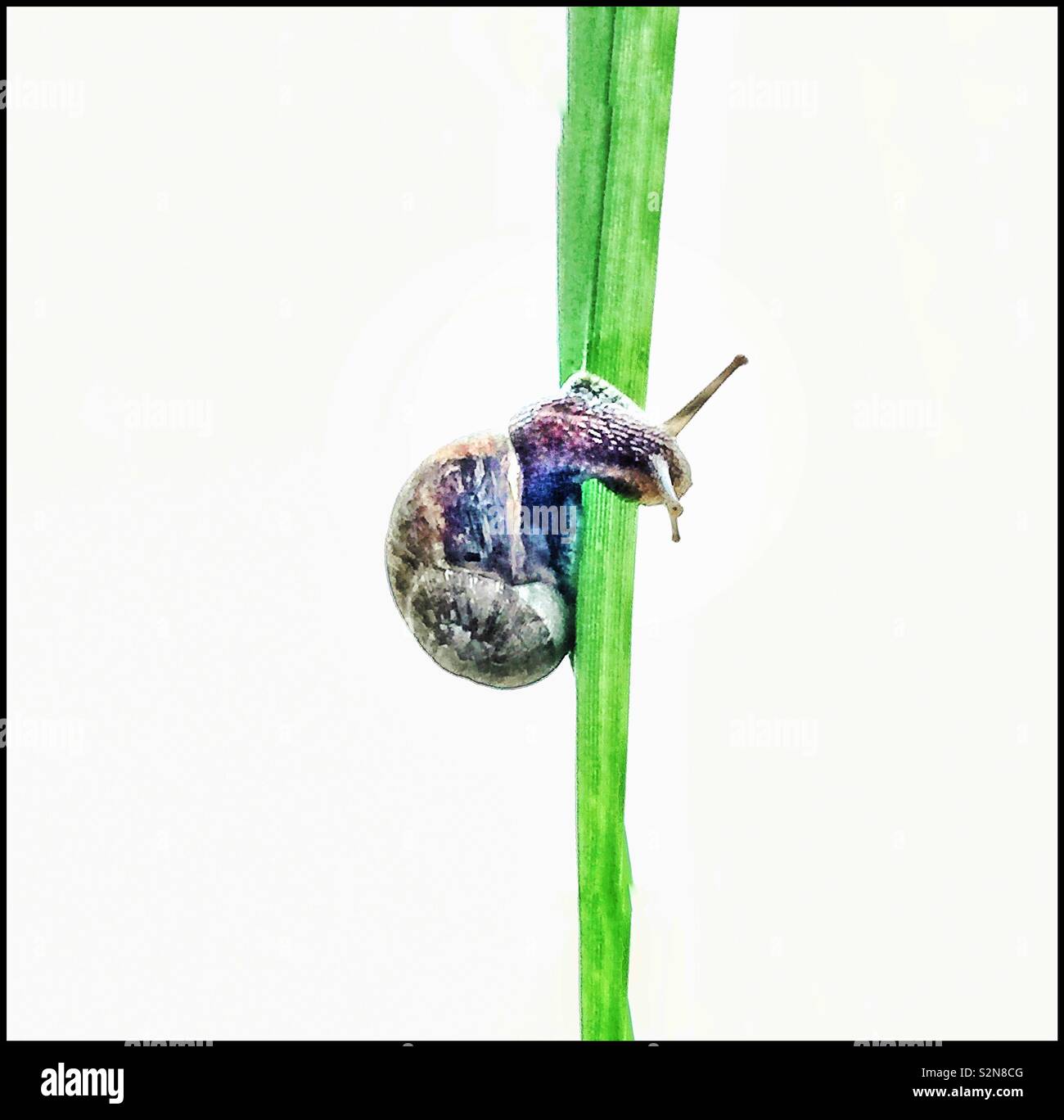 Snail on blade of grass smartphone stock photos and images - Alamy