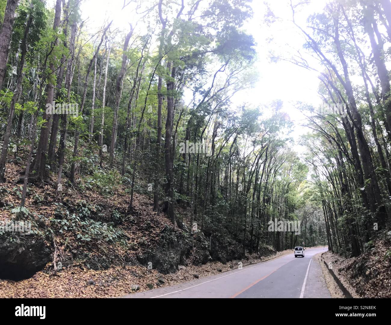 Man made forest hi-res stock photography and images - Alamy