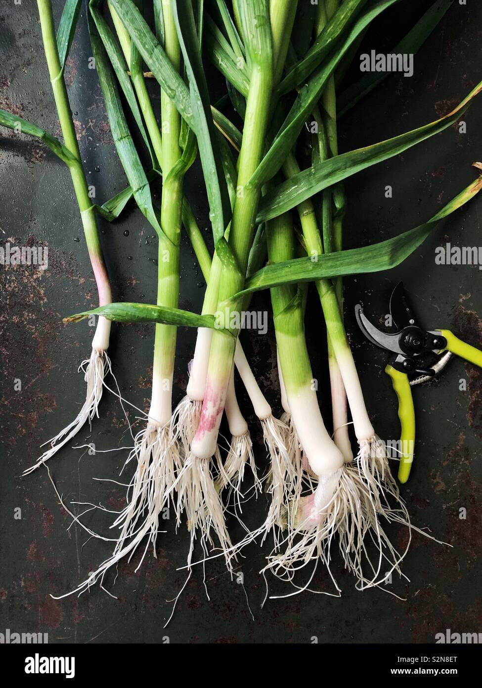 Spring garlic harvest from an urban garden Stock Photo - Alamy
