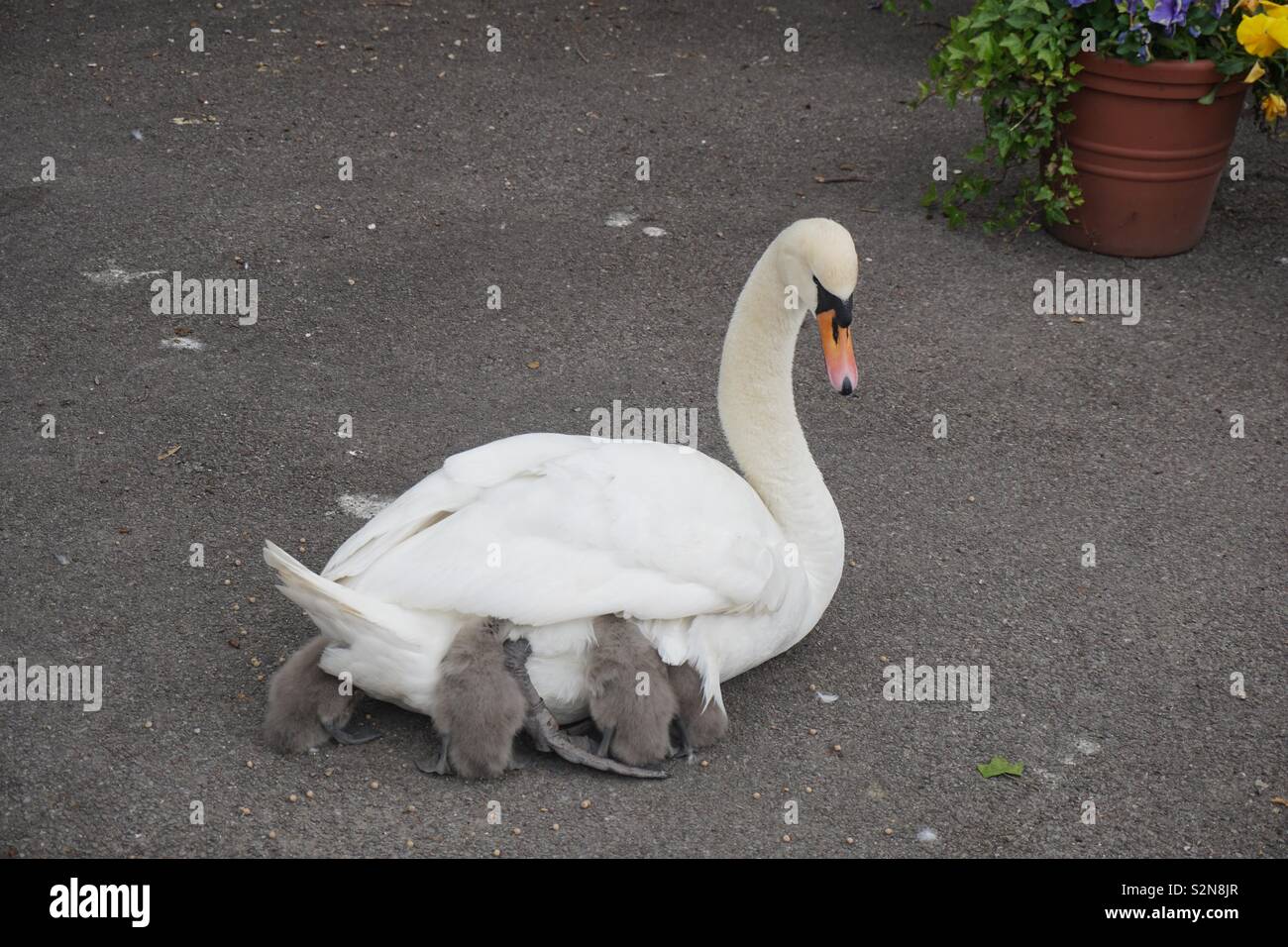 A swan with her chicks Stock Photo - Alamy
