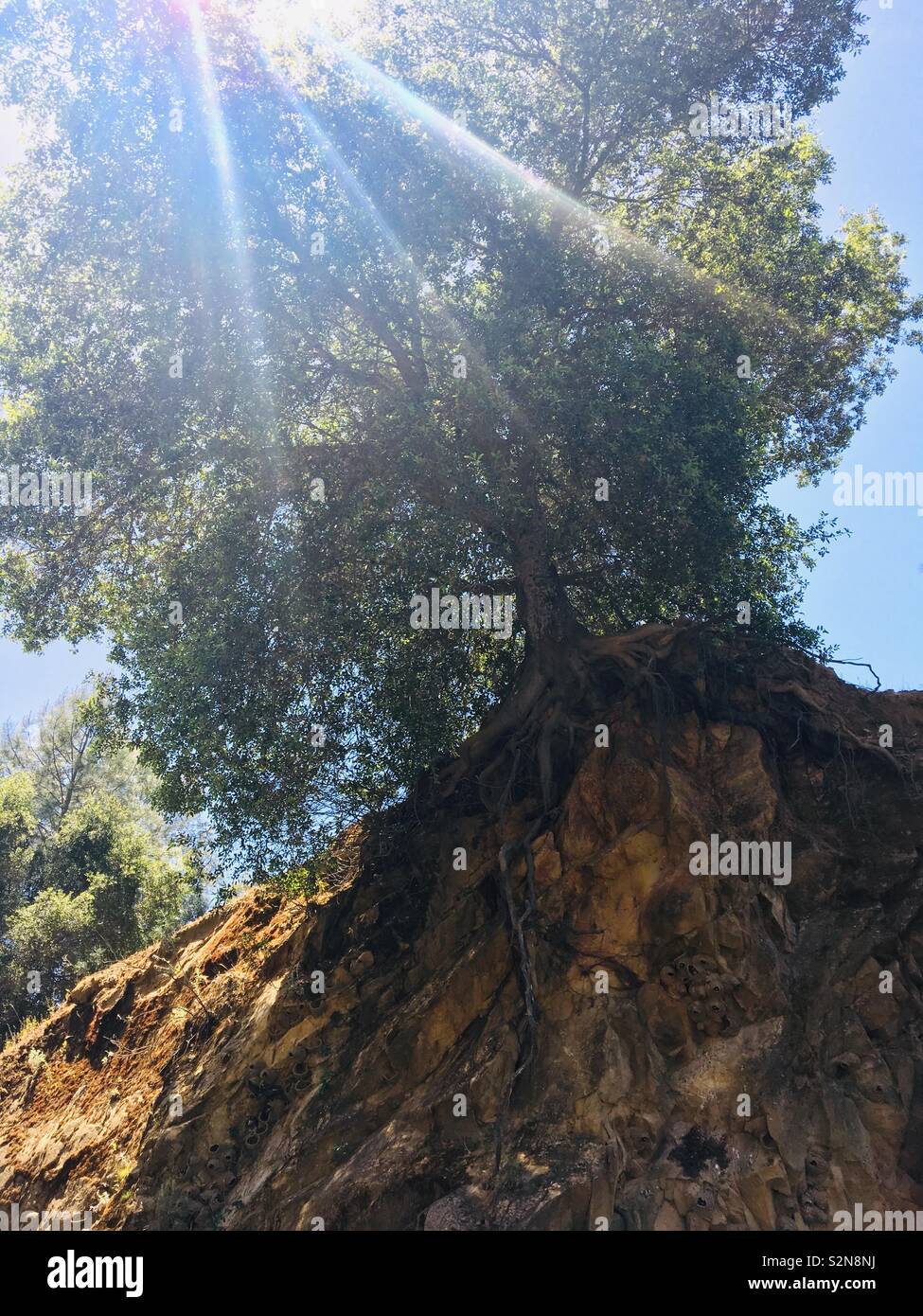Oak Tree With Roots High Resolution Stock Photography and Images - Alamy
