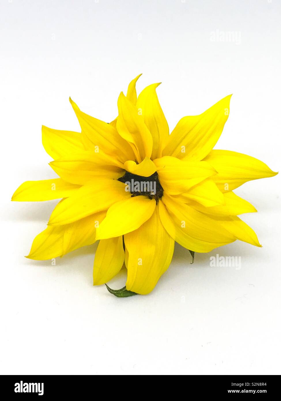 Common Sunflower Flower Head Stock Photo - Alamy