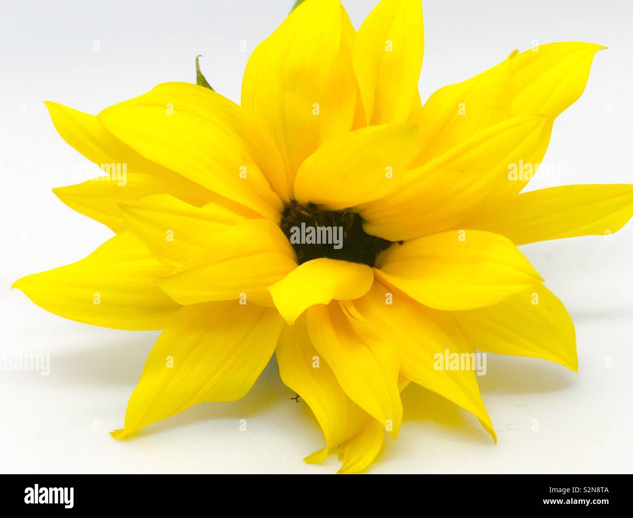 Common Sunflower Flower Head Stock Photo - Alamy