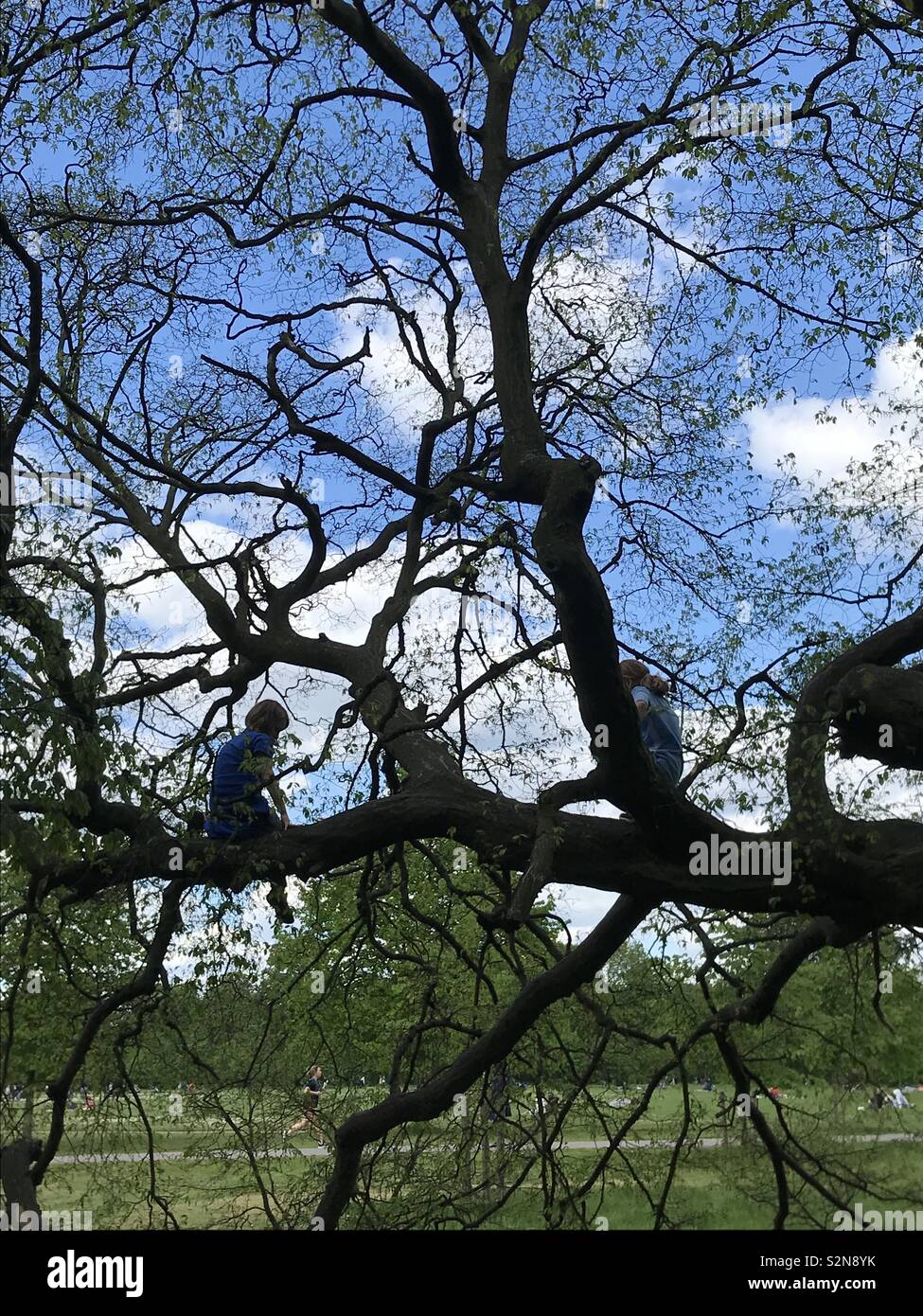 Big old climbing tree Stock Photo - Alamy