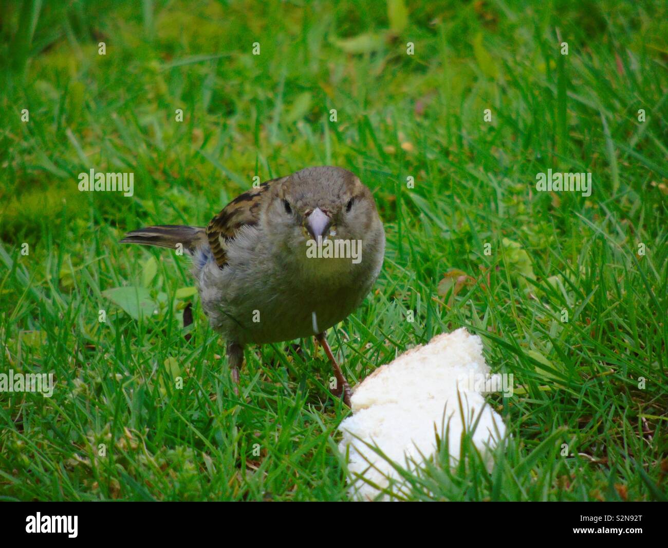 Sparrow grass hi-res stock photography and images - Alamy