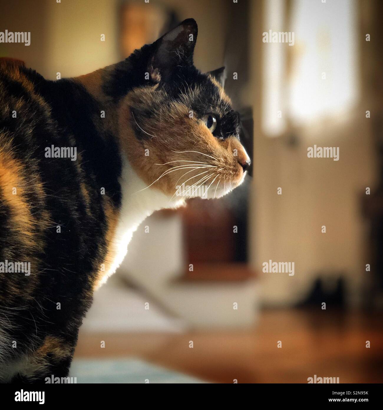 Cat Calico cat tricolour cat domestic cat Stock Photo - Alamy Cat Calico cat tricolour cat domestic cat Stock Photo - Alamy