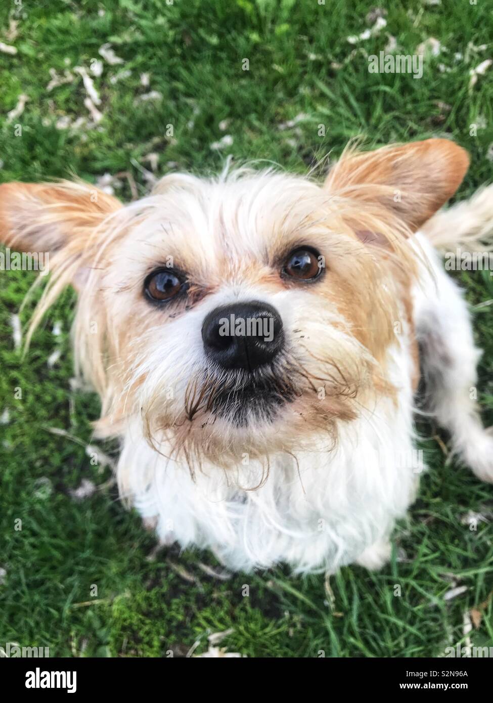 Wire Haired Terrier Yorkie Mix