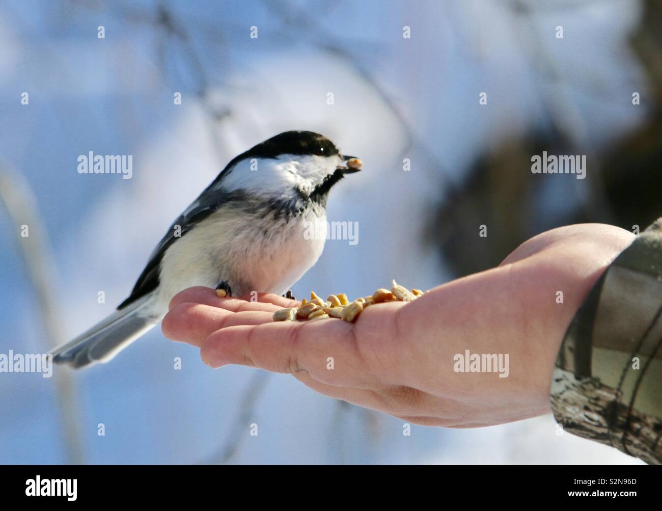 Chickadee trail hi-res stock photography and images - Alamy