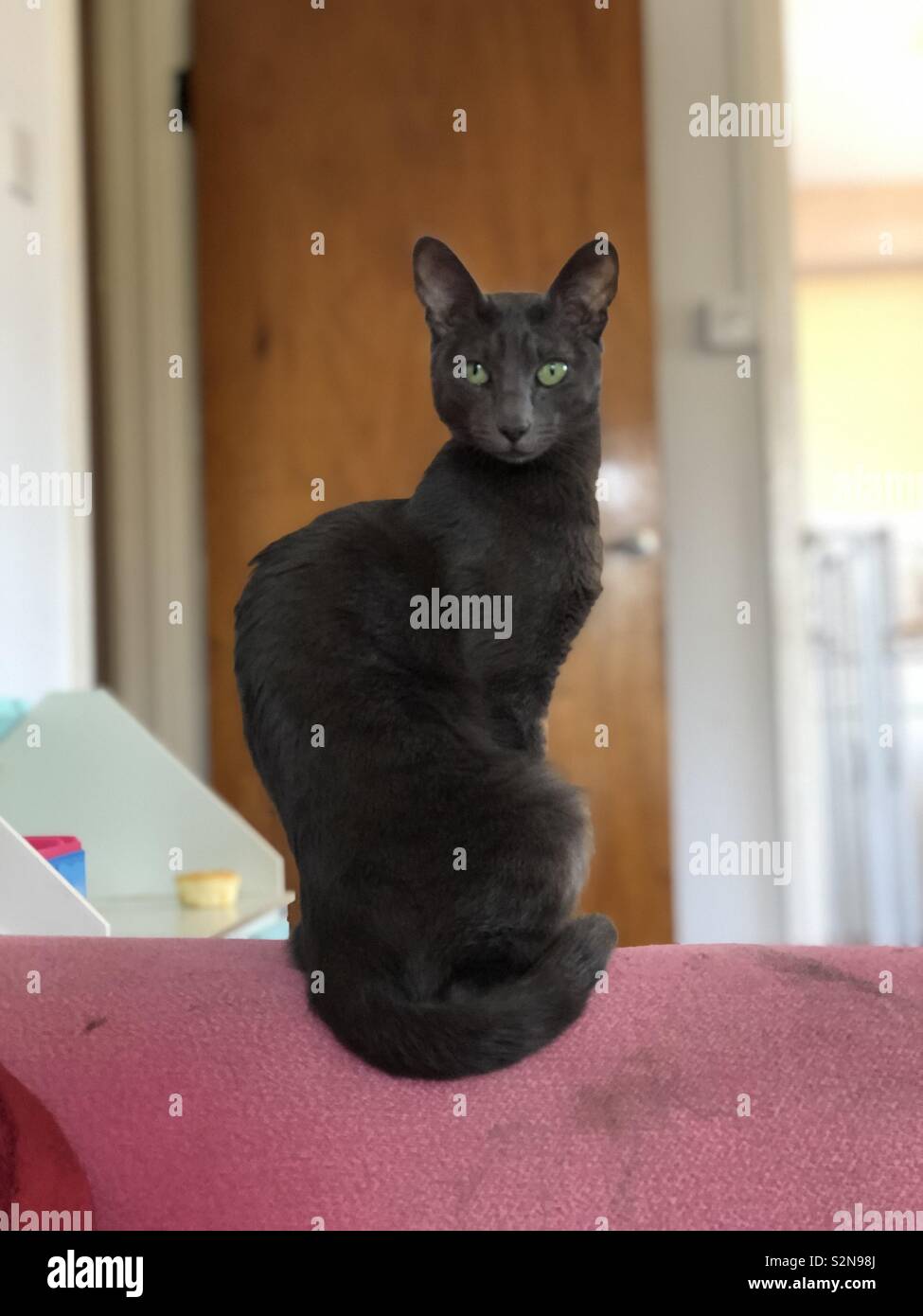 Luna cat hi-res stock photography and images - Alamy