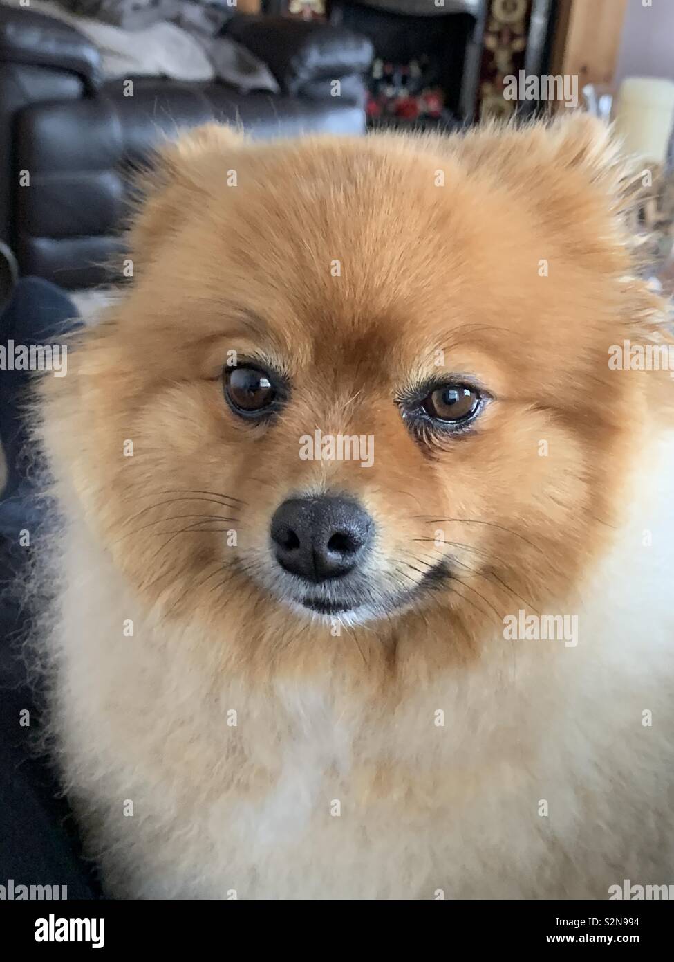 Pomeranian face hi-res stock photography and images - Alamy