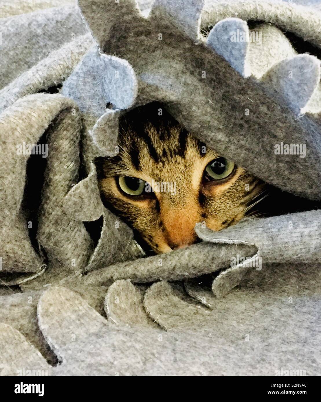 Peaking hiding hi-res stock photography and images - Alamy