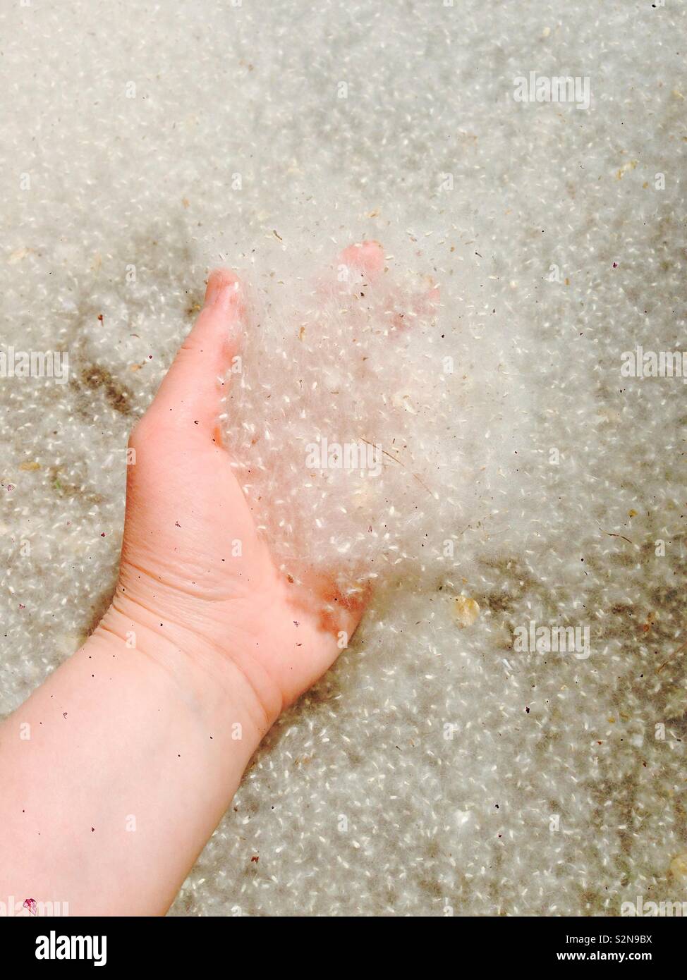 Fluff poplar hi-res stock photography and images - Alamy