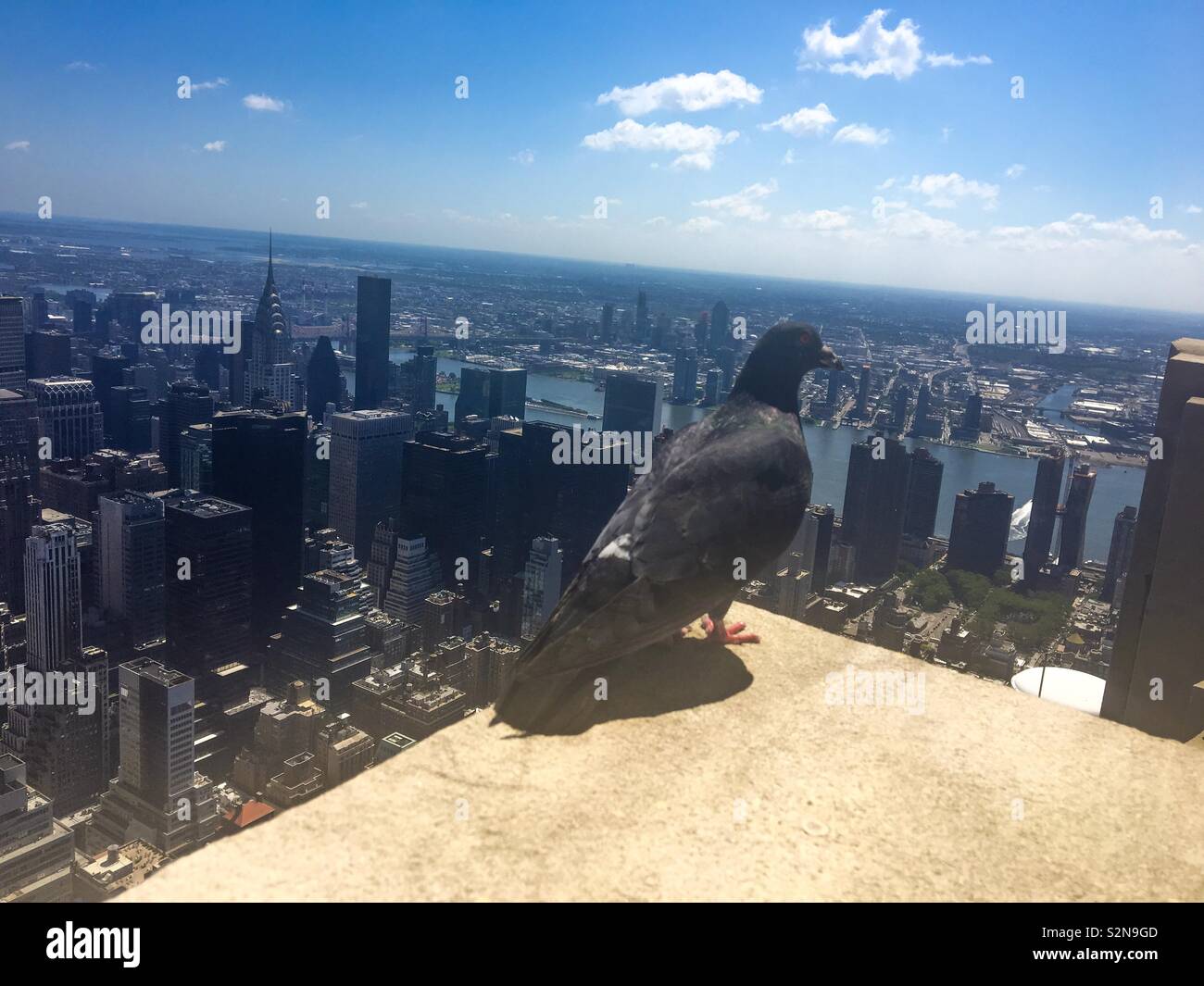 Pigeon chillin’ on the Empire State Building Stock Photo - Alamy