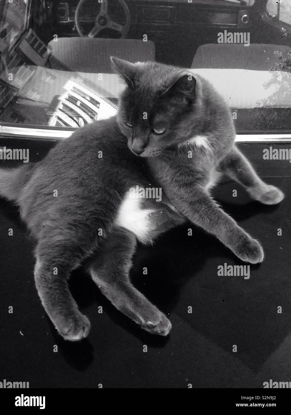 Cute blue cat outside Stock Photo - Alamy