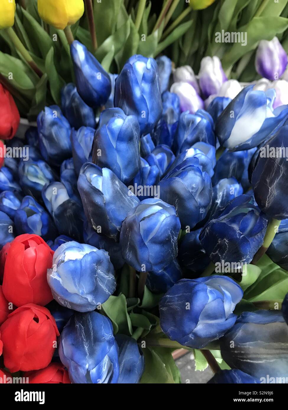 Real Blue Tulips