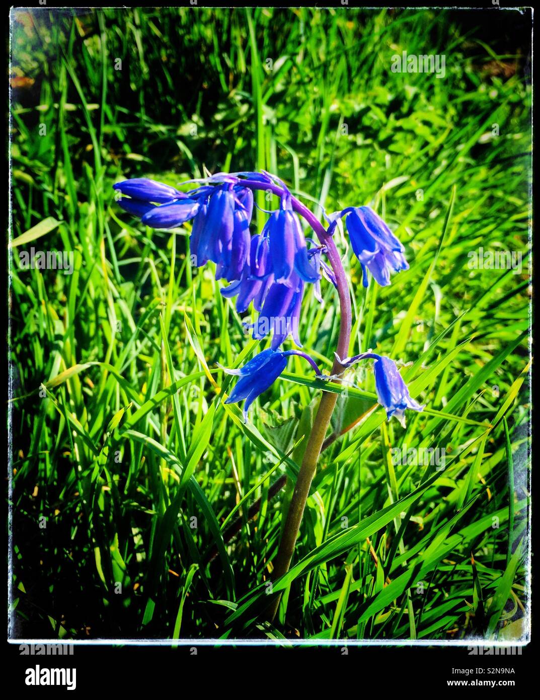 English Woodland Blue Stock Photo - Alamy