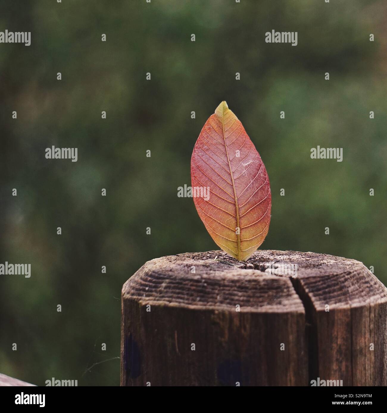 red tree leaf in the nature Stock Photo - Alamy