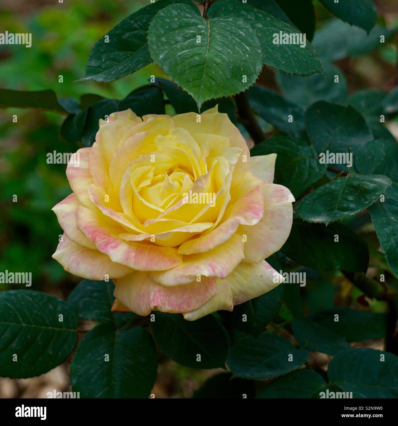 Yelloe plant hi-res stock photography and images - Alamy