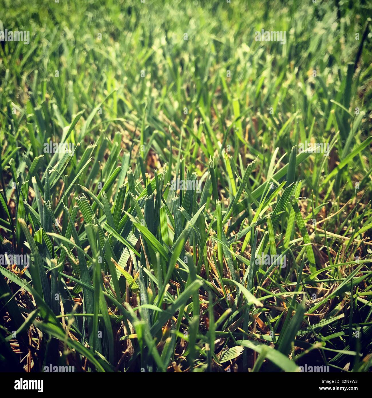 Beautiful green grass Stock Photo - Alamy