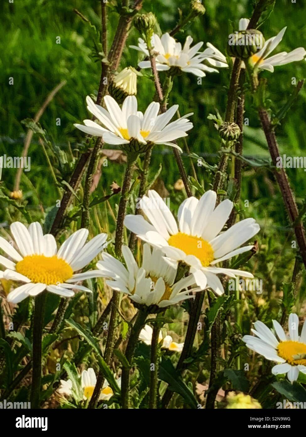 Daisies growing wild Stock Photo - Alamy