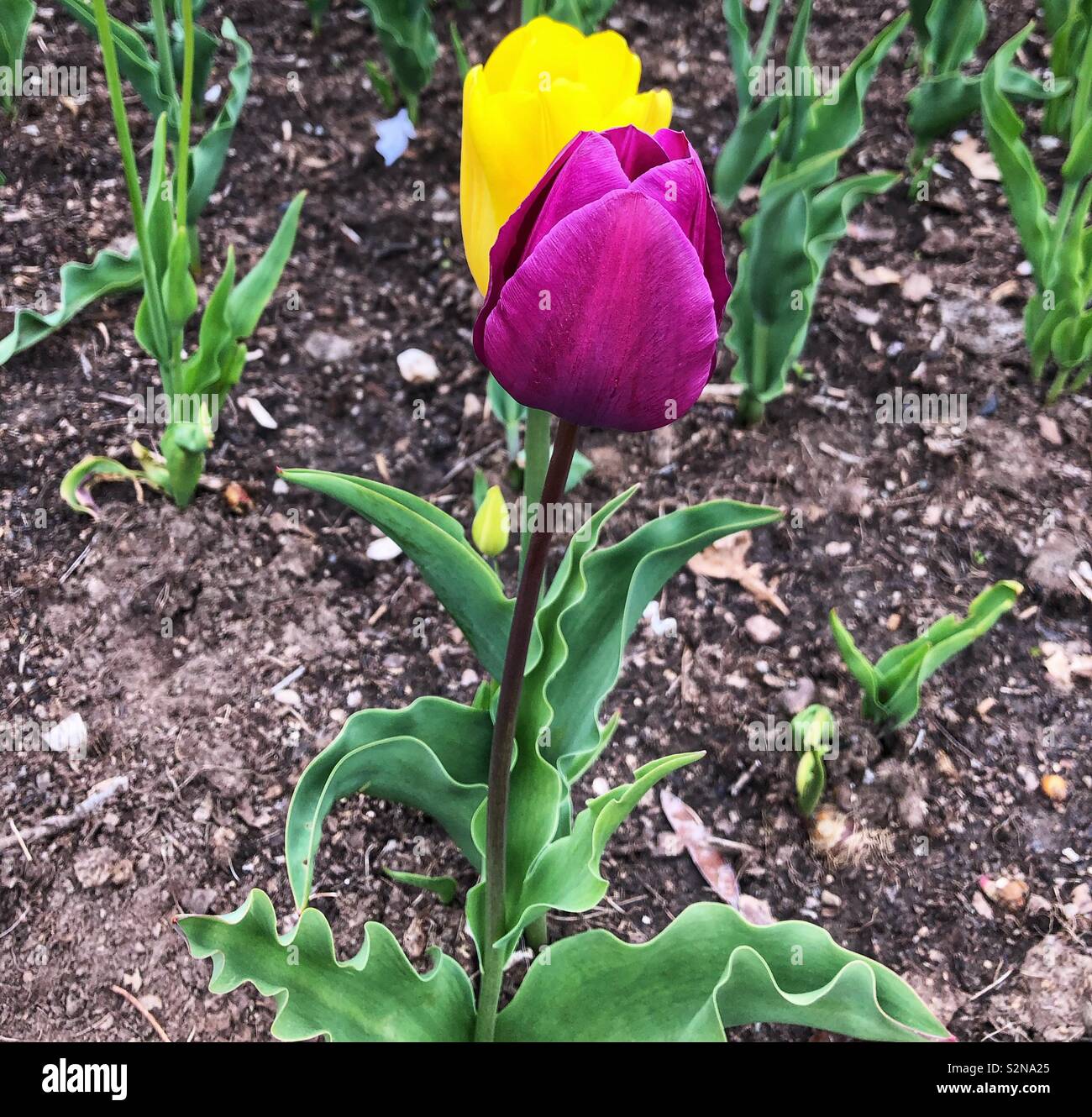 Duo of tulips hi-res stock photography and images - Alamy